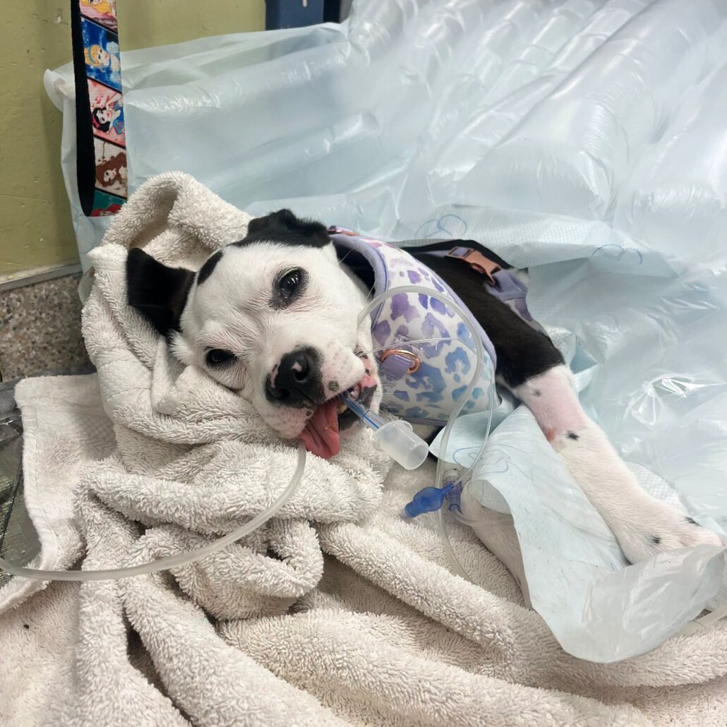 Tiny French bulldog puppy set to be euthanized inspired fundraising ...